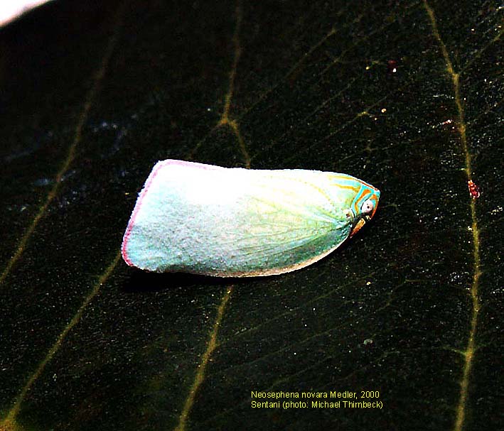 Papua Insects Foundation (Hemiptera/Auchenorrhyncha/leafhopper ...